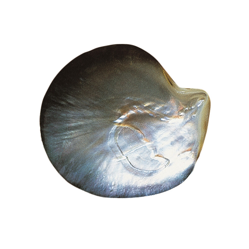 Bali Barong Fancy-Cut Indonesian Abalone Shell